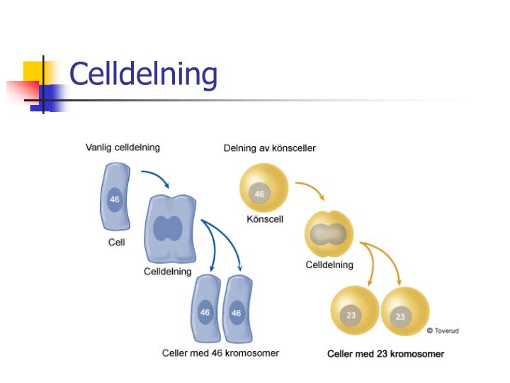 PPT - Gener PowerPoint Presentation - ID:4508581