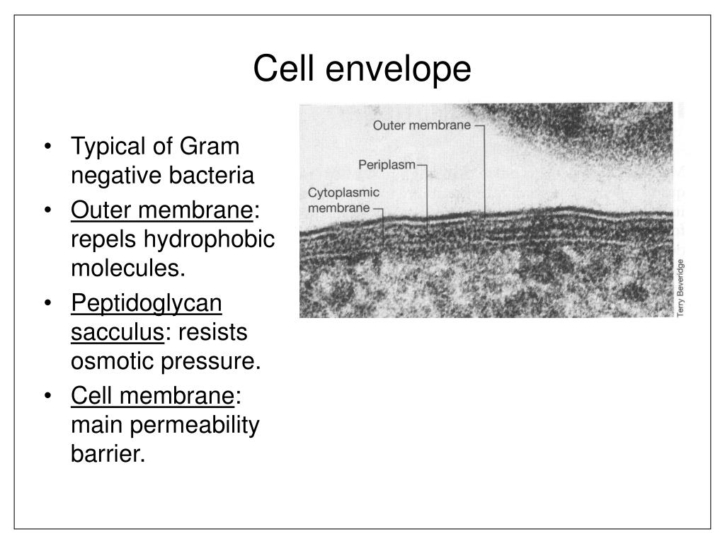 PPT - Microbiology and Molecular Biology for Engineers PowerPoint ...