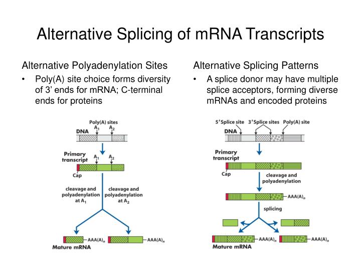 PPT - RNA Metabolism Transcription and Processing PowerPoint ...