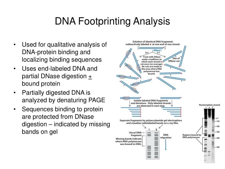 PPT - RNA Metabolism Transcription and Processing PowerPoint ...