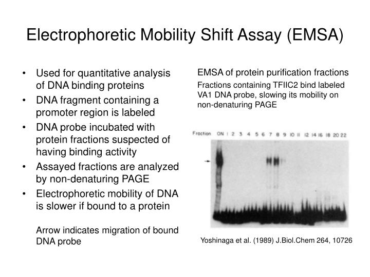 PPT - RNA Metabolism Transcription and Processing PowerPoint ...