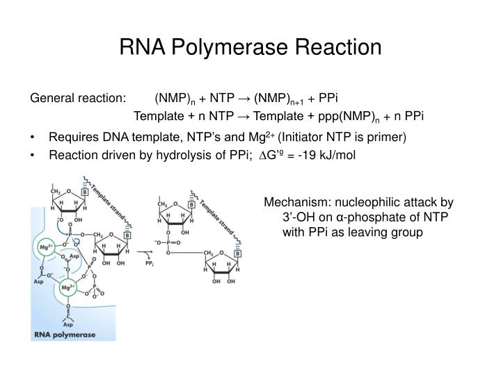 PPT - RNA Metabolism Transcription and Processing PowerPoint ...