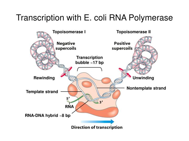 PPT - RNA Metabolism Transcription and Processing PowerPoint ...
