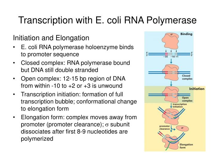 PPT - RNA Metabolism Transcription and Processing PowerPoint ...