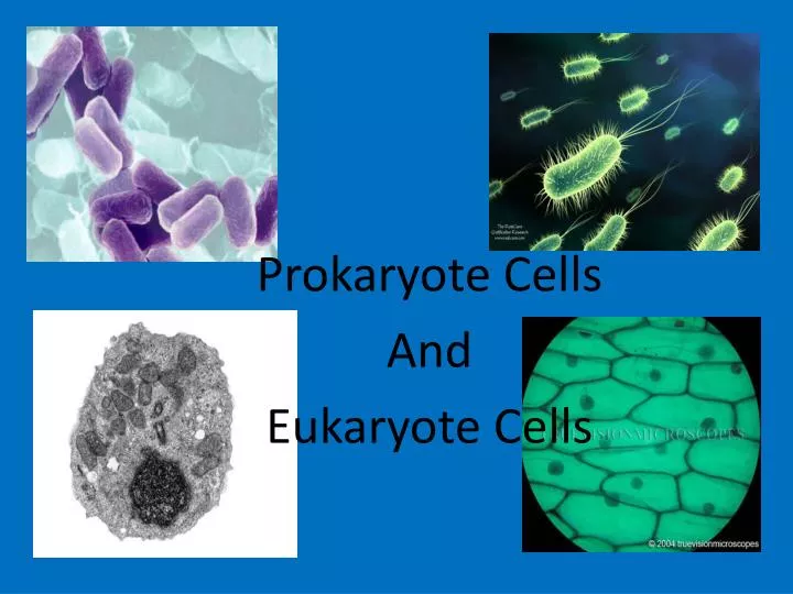 PPT - Prokaryote Cells And Eukaryote Cells PowerPoint Presentation ...