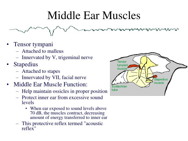 PPT - Anatomy of the Ear PowerPoint Presentation - ID:4510844