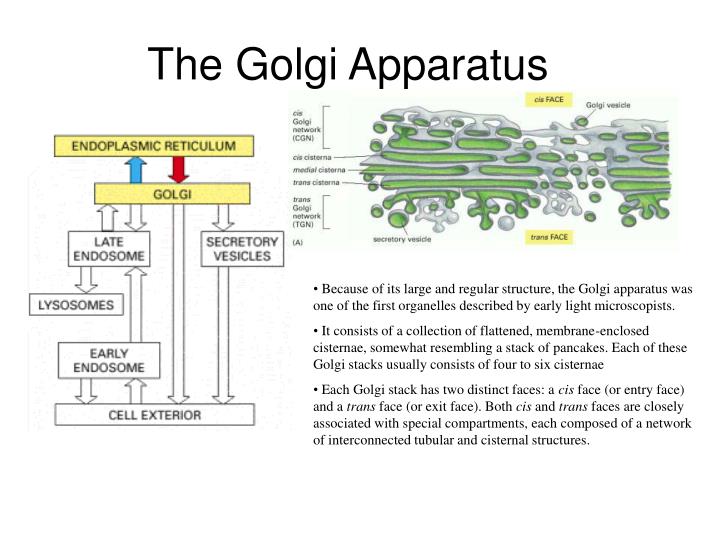 PPT - Protein sorting and the Golgi apparatus PowerPoint Presentation ...