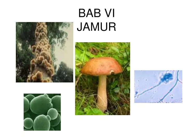 Ppt Bab Vi Jamur Powerpoint Presentation Free Download Id 4512689