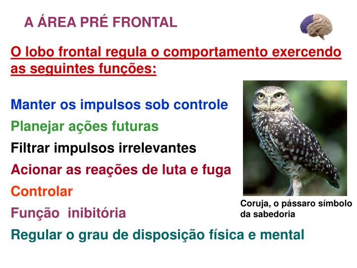 PPT - O LOBO FRONTAL PowerPoint Presentation - ID:4513683
