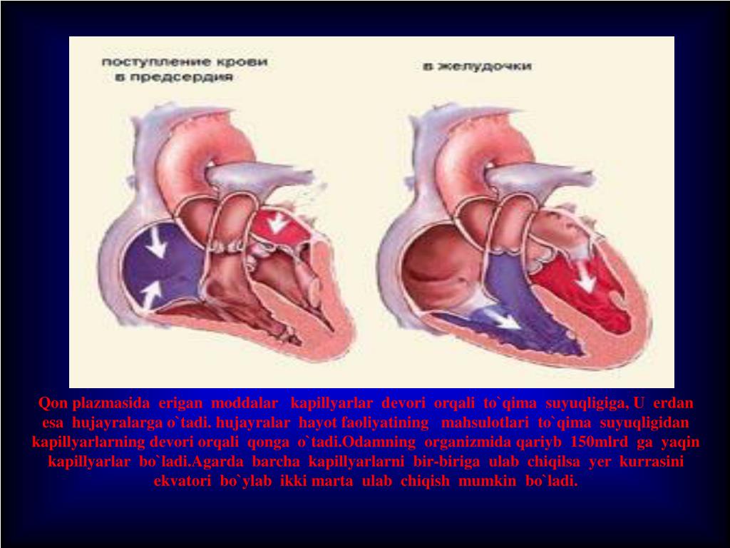 PPT - Katta va kichik qon aylanish doirasi ю PowerPoint Presentation ...