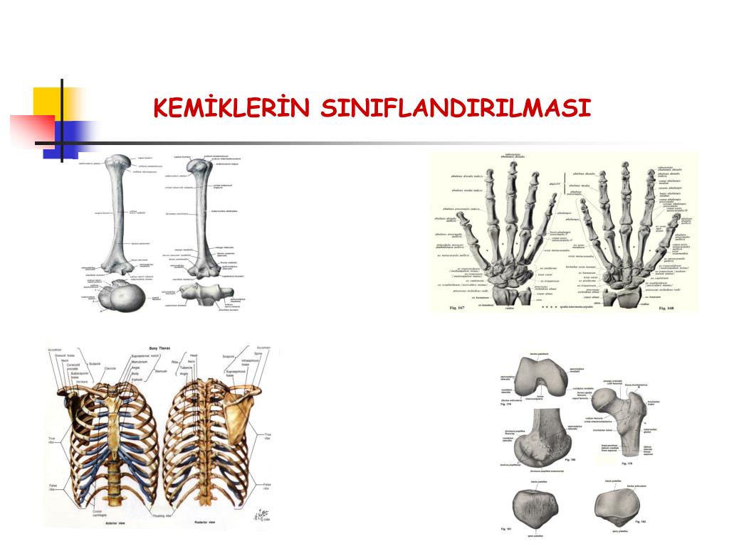 PPT - KEMİKLER HAKKINDA GENEL BİLGİLER Dr. Esin Tokmak Özşahin ...