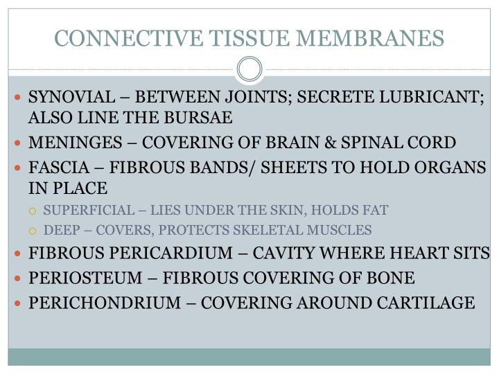 PPT - TISSUES, GLANDS, AND MEMBRANES PowerPoint Presentation - ID:4515613