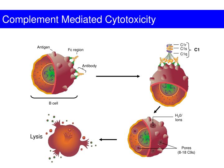 PPT - 림프종의 새로운 치료법 PowerPoint Presentation - ID:4519831