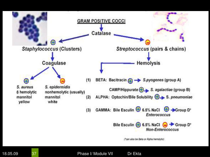 PPT - Medically Important Bacteria Gram Positive Cocci PowerPoint ...