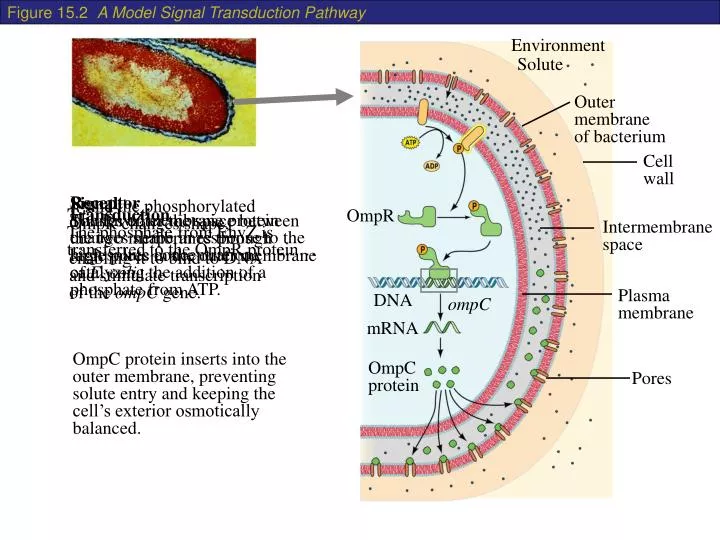 PPT - Figure 15.2 A Model Signal Transduction Pathway PowerPoint ...