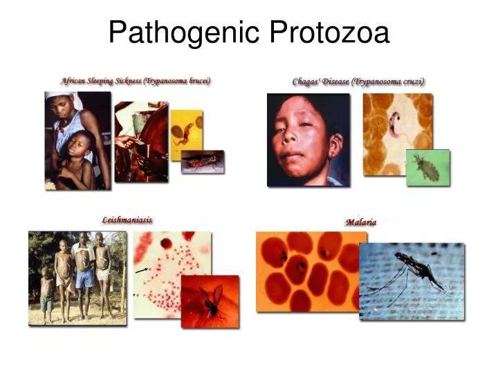 PPT - Pathogenic Protozoa PowerPoint Presentation, free download - ID ...