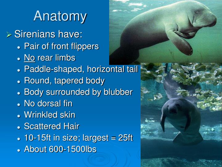 PPT - Manatees & Dugongs PowerPoint Presentation - ID:4522930