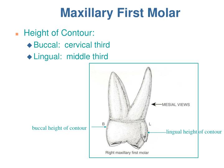 PPT - Molars PowerPoint Presentation - ID:4524183