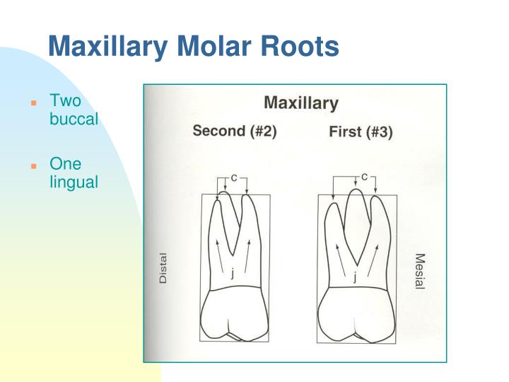 PPT - Molars PowerPoint Presentation - ID:4524183