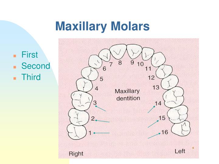 PPT - Molars PowerPoint Presentation - ID:4524183