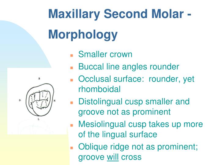 PPT - Molars PowerPoint Presentation - ID:4524183