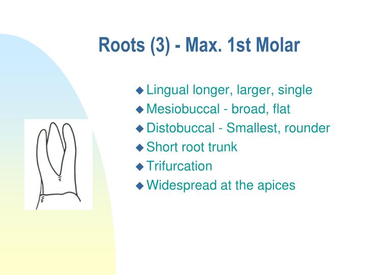 PPT - Molars PowerPoint Presentation - ID:4524183