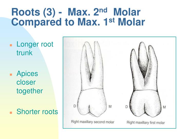 PPT - Molars PowerPoint Presentation - ID:4524183
