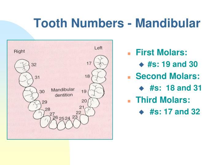 1st Molar Teeth Numbers
