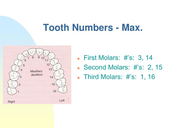 Molar teeth numbers - threadsTros
