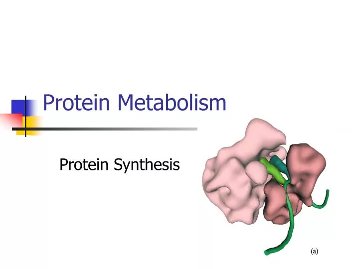 PPT - Protein Metabolism PowerPoint Presentation, free download - ID ...
