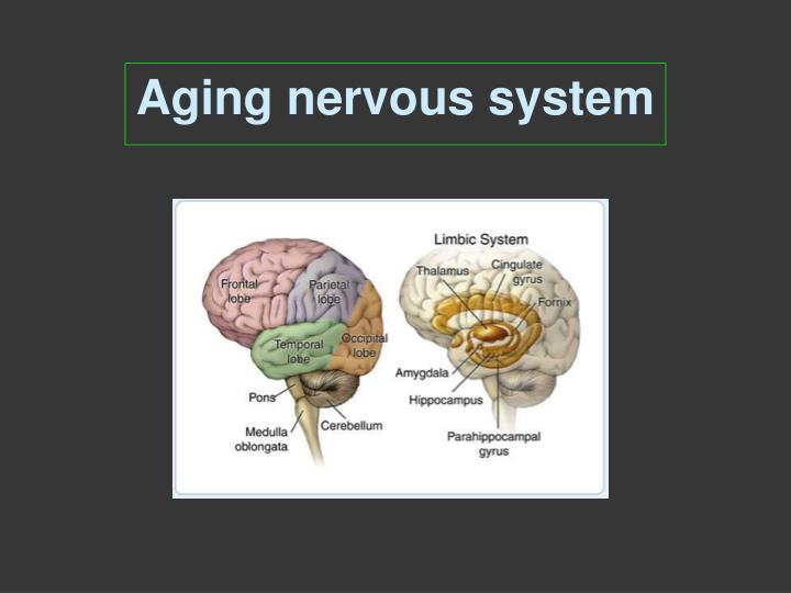 PPT - Definition of Aging Theories and terms Used Body Changes in Aging ...
