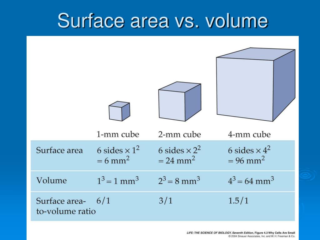 PPT - Biology October 3-4 Test Debrief Osmosis lab debrief Mitosis HW ...