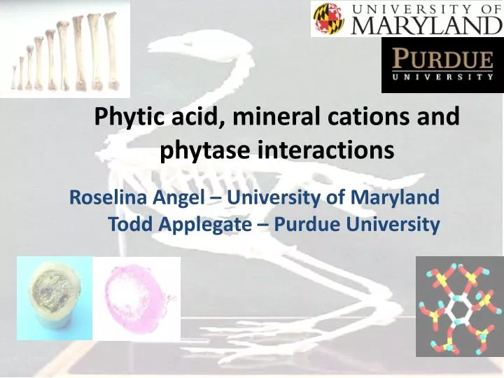 PPT - Phytic acid, mineral cations and phytase interactions PowerPoint Presentation - ID:4526543