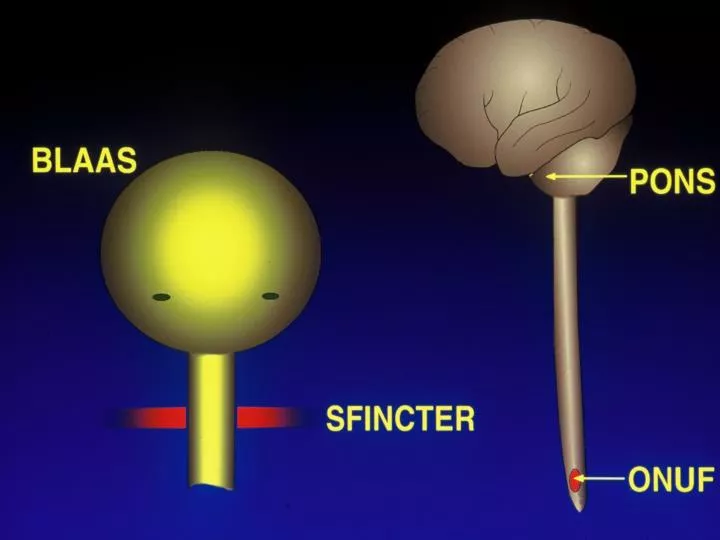 PPT - Hersenletsel frontaal (suprapontien) hyperreflexie met synnergie ...