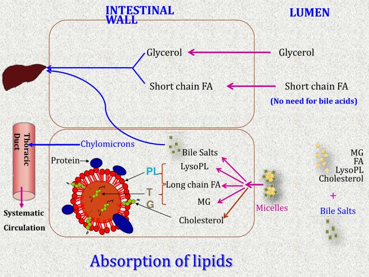 PPT - Lipid s PowerPoint Presentation - ID:4526989