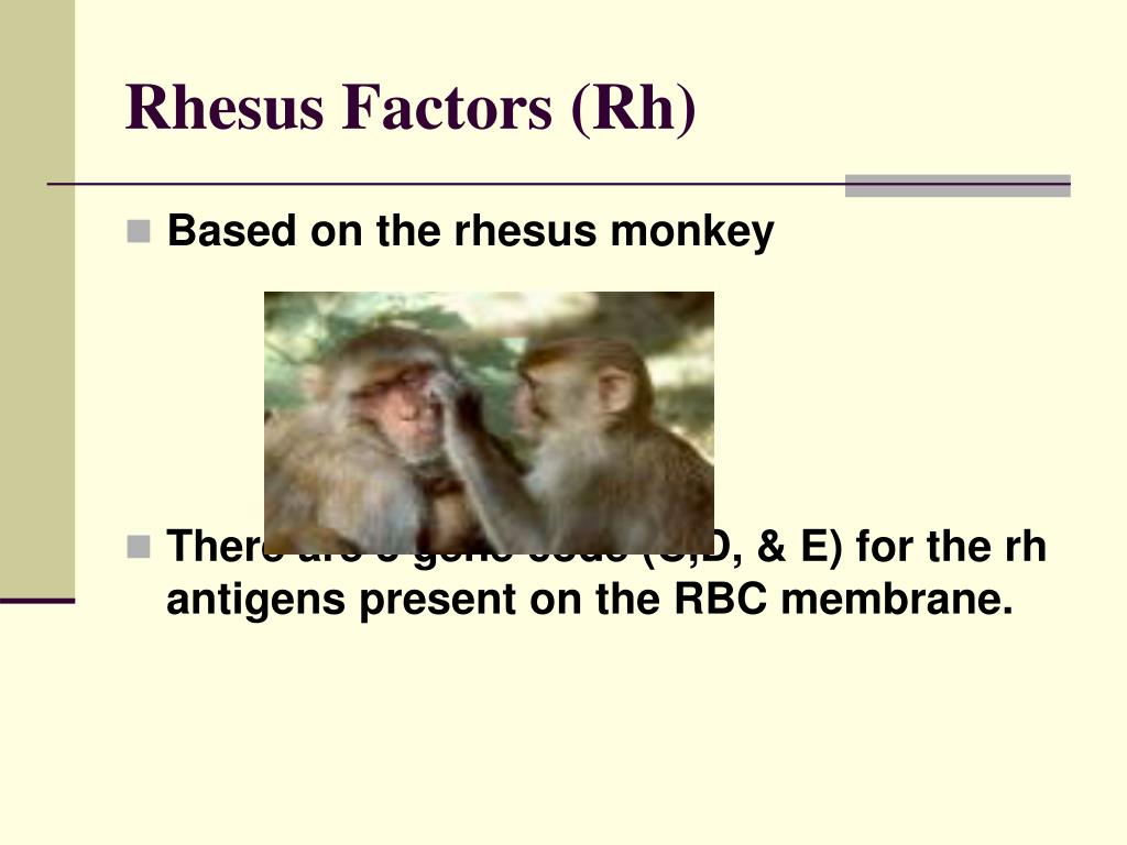 PPT - Blood – The River of Life PowerPoint Presentation, free download ...