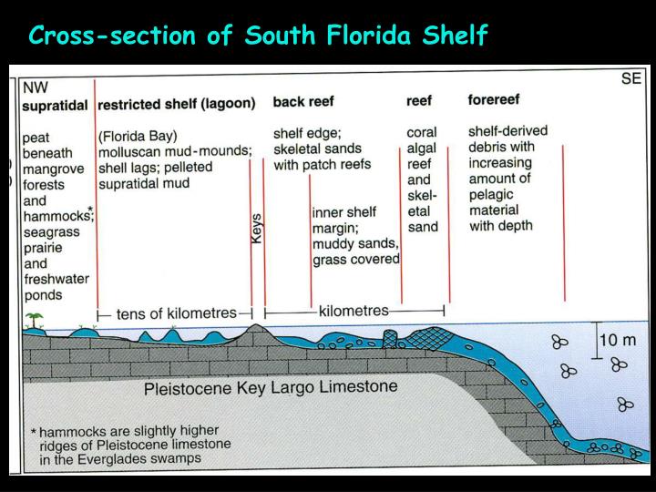 PPT - Carbonate sediments, facies, & depositional environments ...