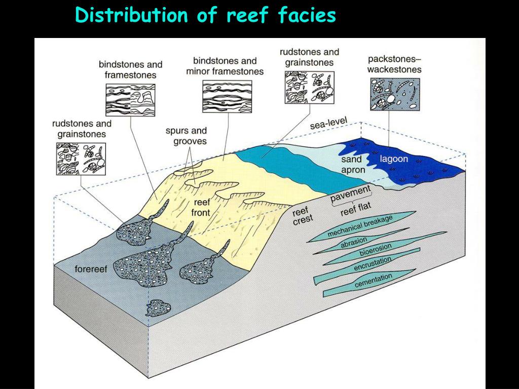 PPT - Carbonate sediments, facies, & depositional environments ... PPT - Carbonate sediments, facies, & depositional environments ...