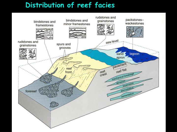 PPT - Carbonate sediments, facies, & depositional environments ...