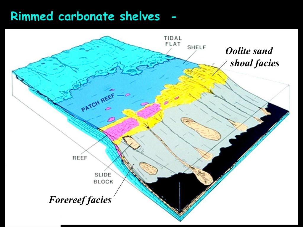 PPT - Carbonate sediments, facies, & depositional environments ... PPT - Carbonate sediments, facies, & depositional environments ...