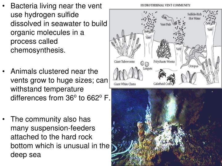 PPT - The Benthic Zone PowerPoint Presentation - ID:4528632