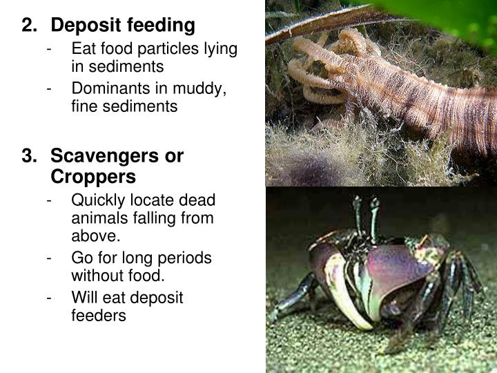 PPT - The Benthic Zone PowerPoint Presentation - ID:4528632