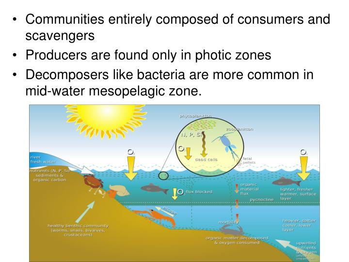 PPT - The Benthic Zone PowerPoint Presentation - ID:4528632