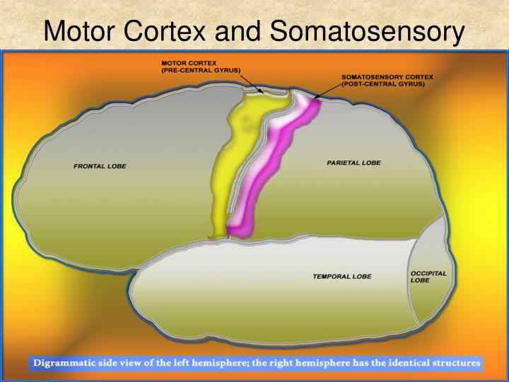 PPT - Parts of the Brain Kelly Caron PowerPoint Presentation - ID:4528914