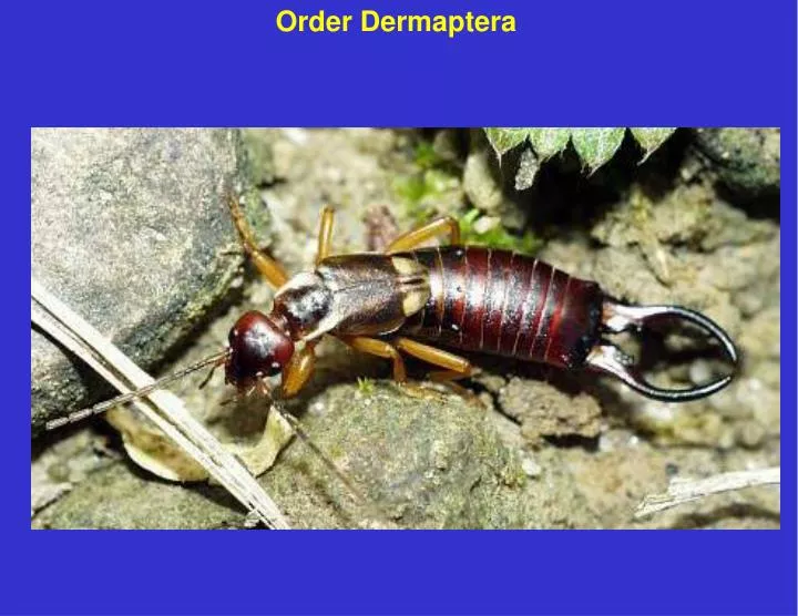 PPT - Order Dermaptera PowerPoint Presentation, free download - ID:4529161