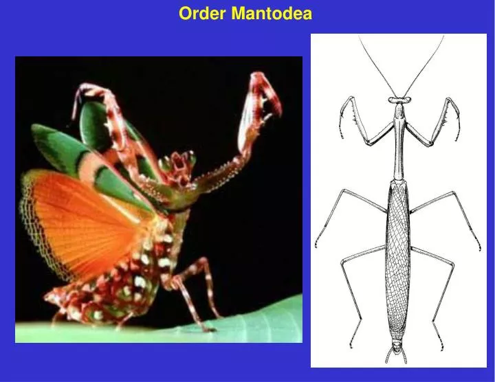 PPT - Order Mantodea PowerPoint Presentation, free download - ID:4529179