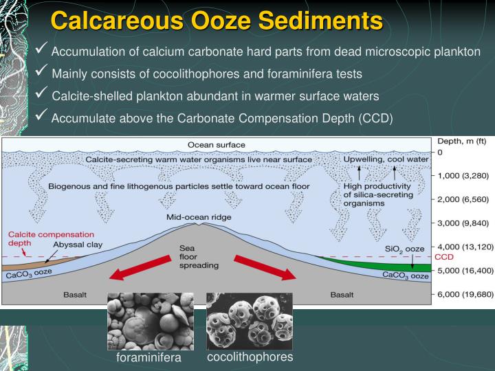PPT - Marine Sediments Origin, Composition, and Distribution PowerPoint ...