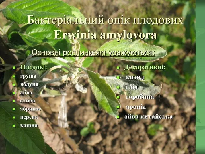 PPT - Бактеріальний опік плодових Erwinia amylovora PowerPoint ...