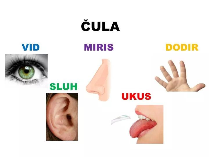 PPT - ČULA PowerPoint Presentation, free download - ID:4532727