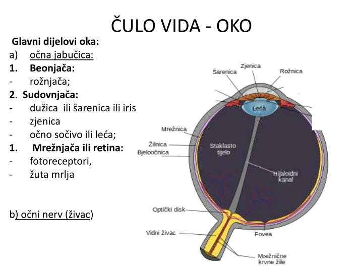 PPT - ČULA PowerPoint Presentation - ID:4532727
